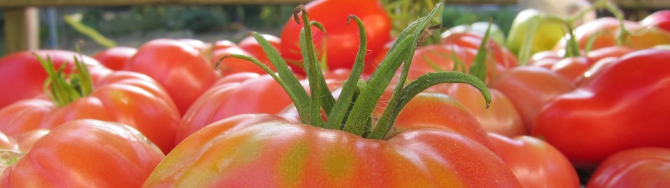 Growing Tomatoes in Iowa – FoodIowa